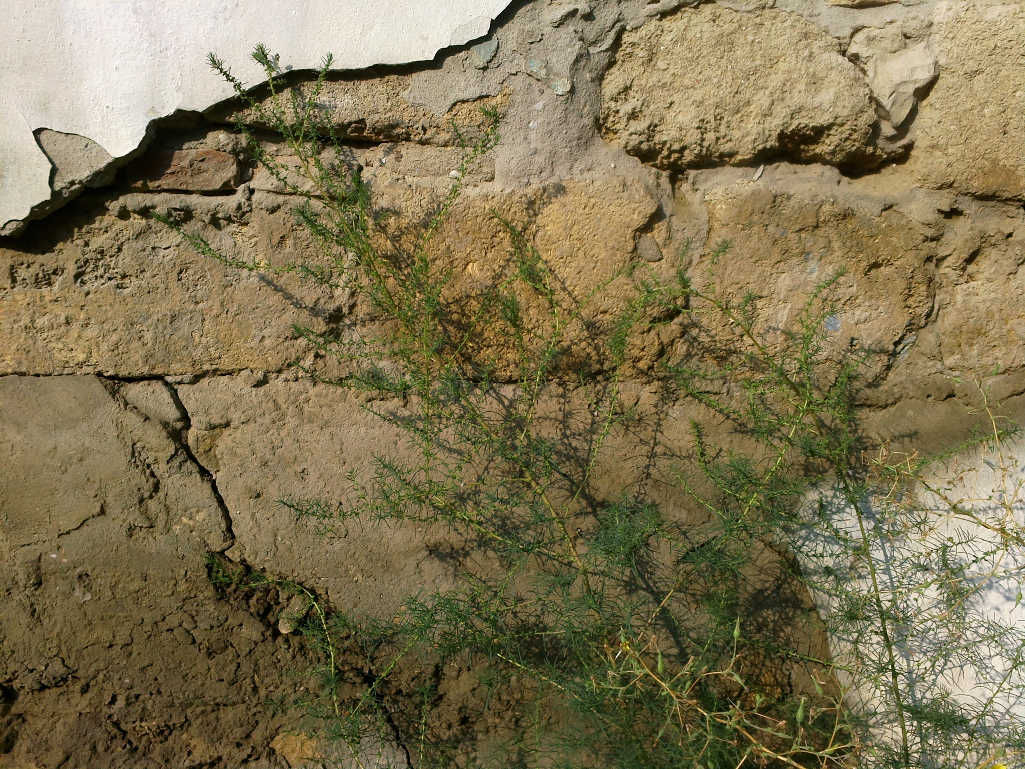 Suaeda altissima (L.) Pall.