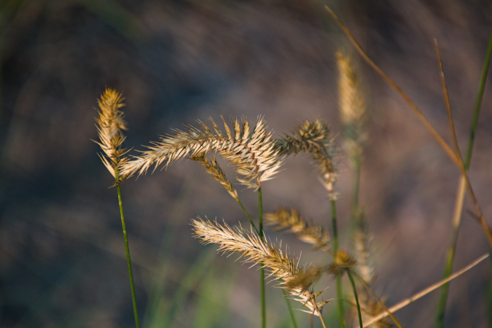 Crested Wheatgrass from Crow Valley CG, Pawnee NG, Weld County, CO, USA ...