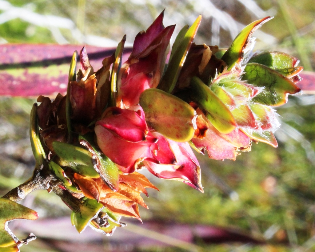 geissoloma family (Geissolomataceae) - Botanical Realm