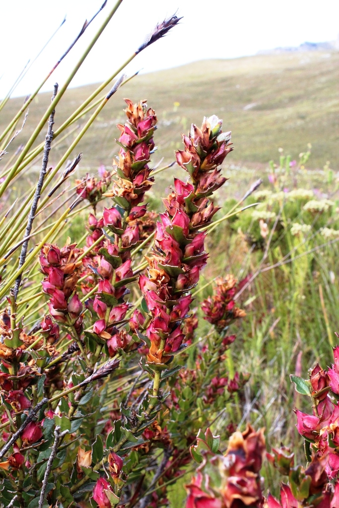 geissoloma family (Geissolomataceae) - Botanical Realm