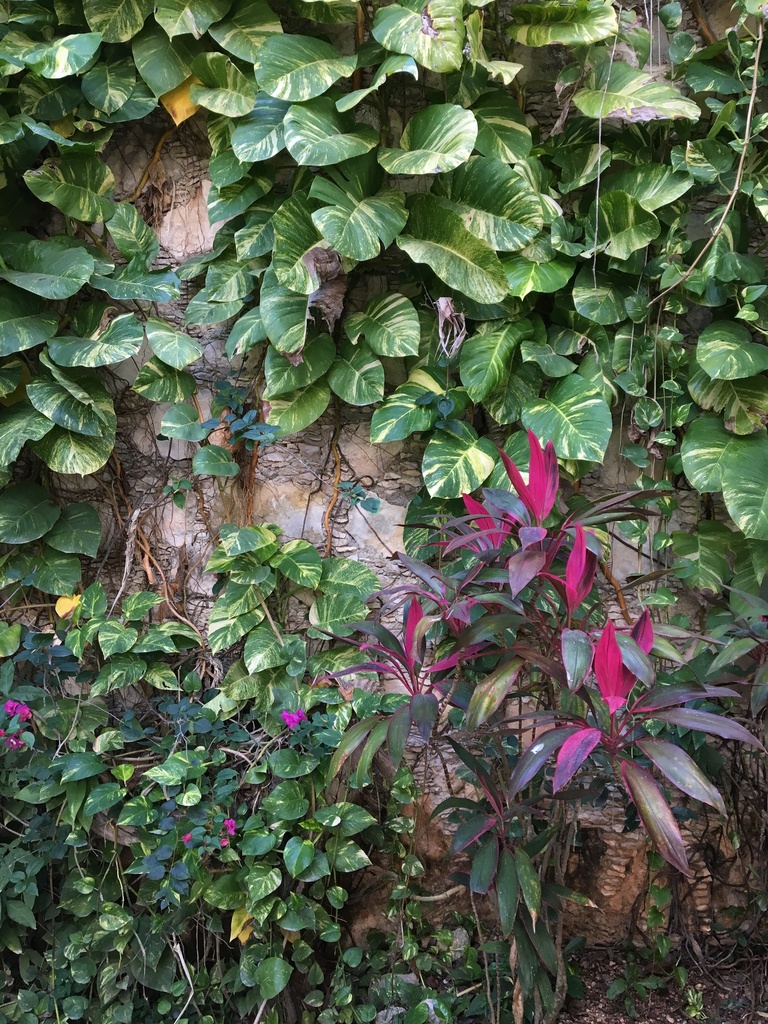 Golden Pothos from Mérida, YUC, MX on February 7, 2019 at 04:38 PM by ...