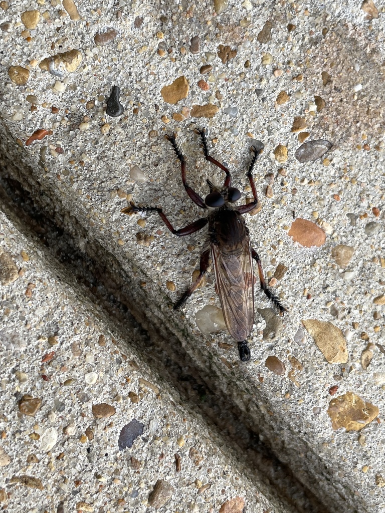 Promachus hinei from Mississippi State University, Starkville, MS, US ...