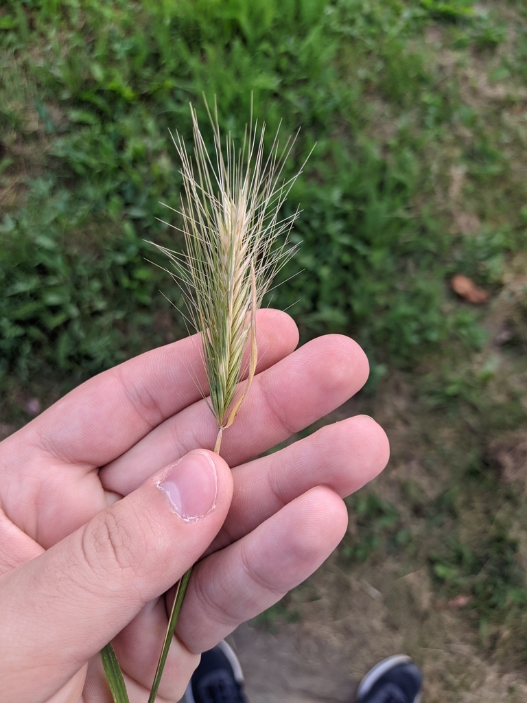 hare barley from Новозыбков, Брянская обл., Россия on August 16, 2021 ...