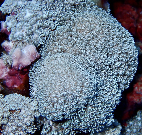 género Sympodium · NaturaLista Colombia