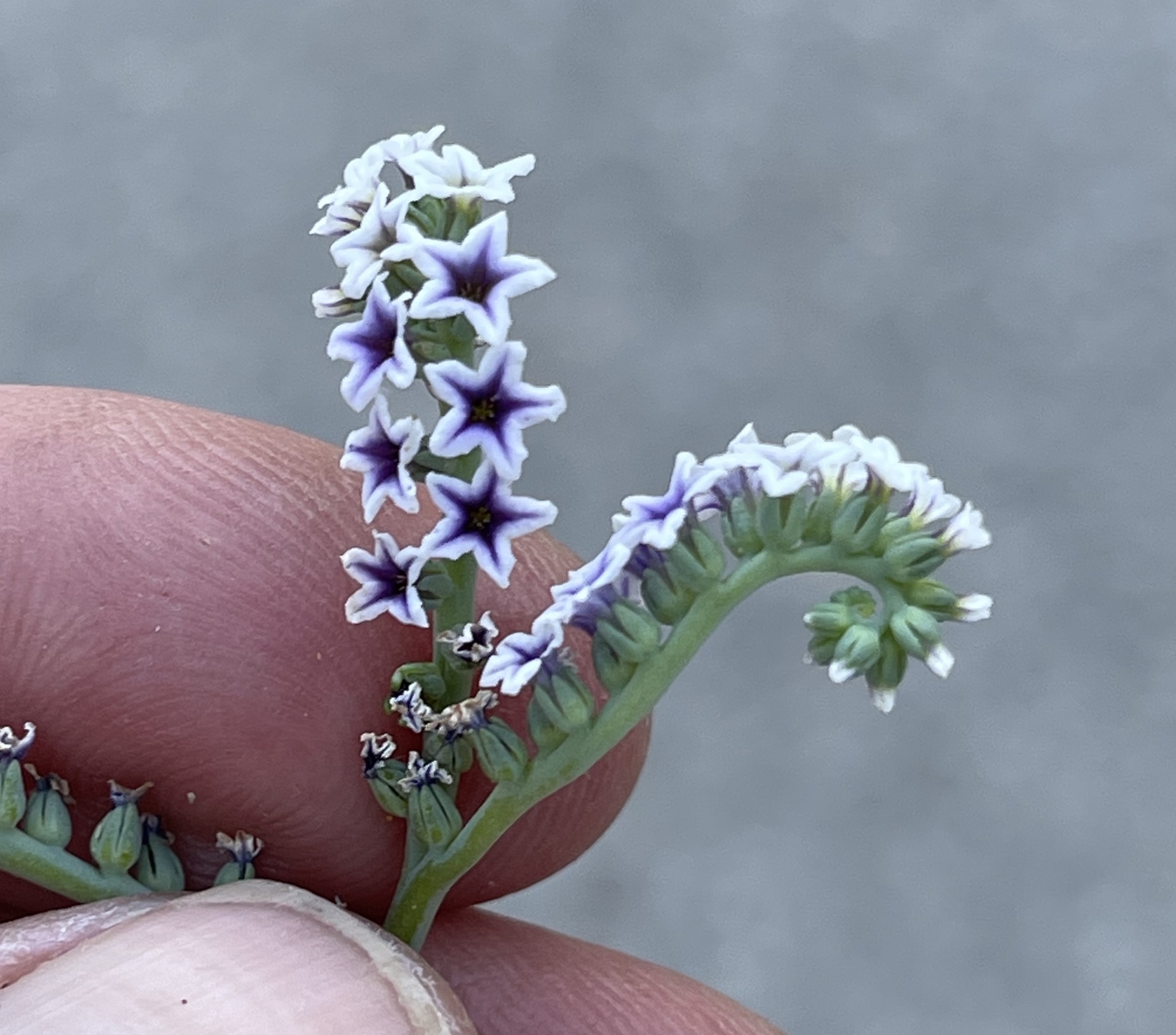 Heliotropium Curassavicum