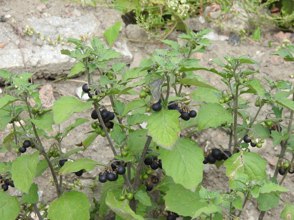 black nightshade (Solanum nigrum) - Botanical Realm