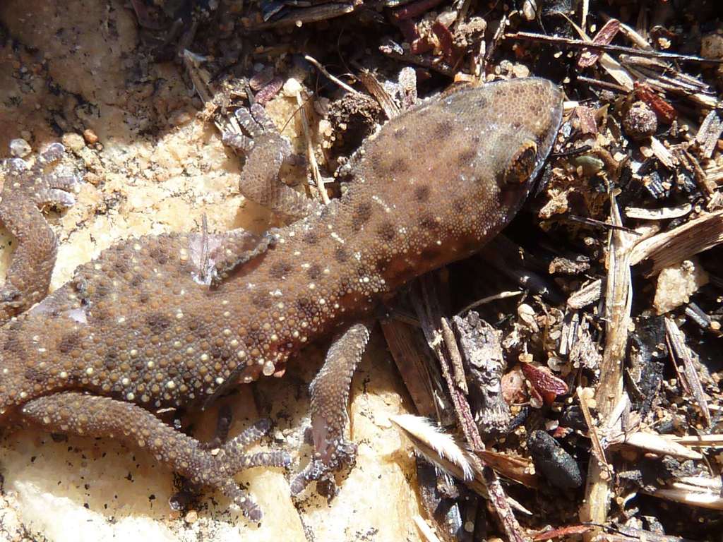 Transvaal Thick-toed Gecko (Biogaps (s Afr) Pentad 3240_2020: Species ...
