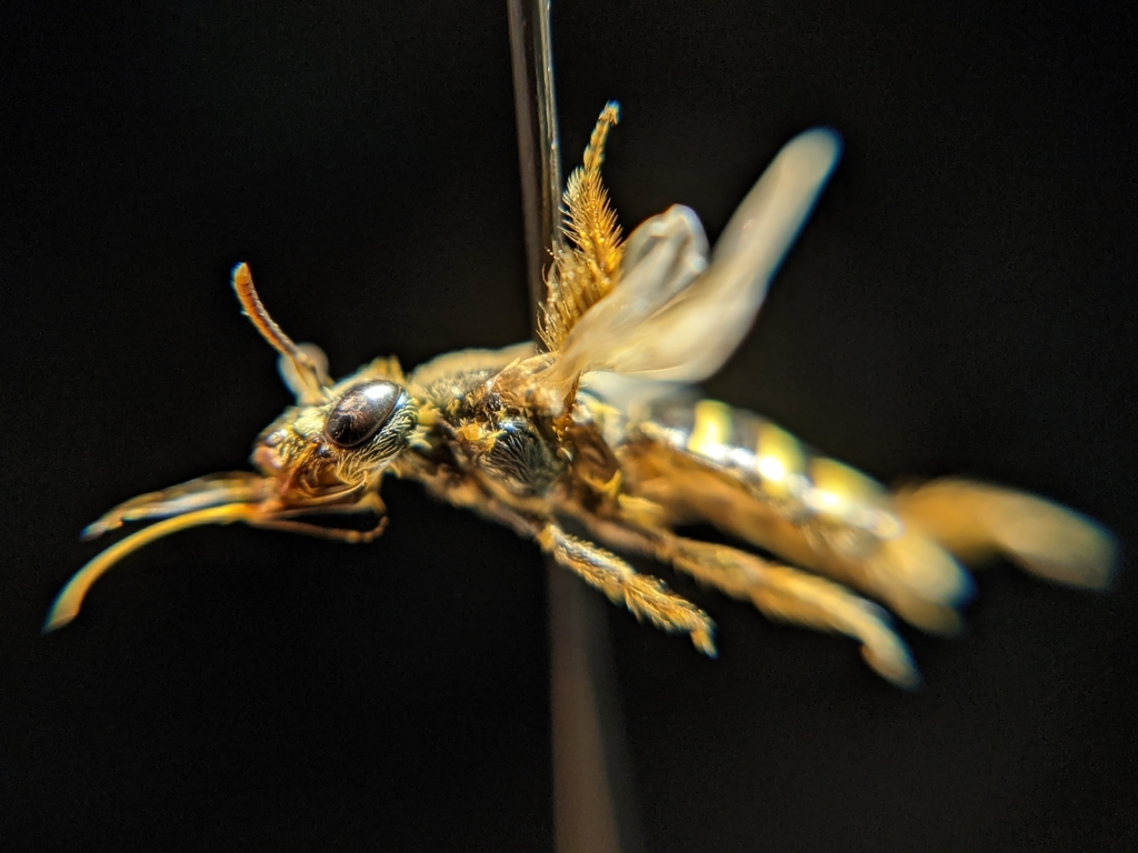 White-winged Fairy Bee from Odessa, TX 79762, USA on August 13, 2021 at ...