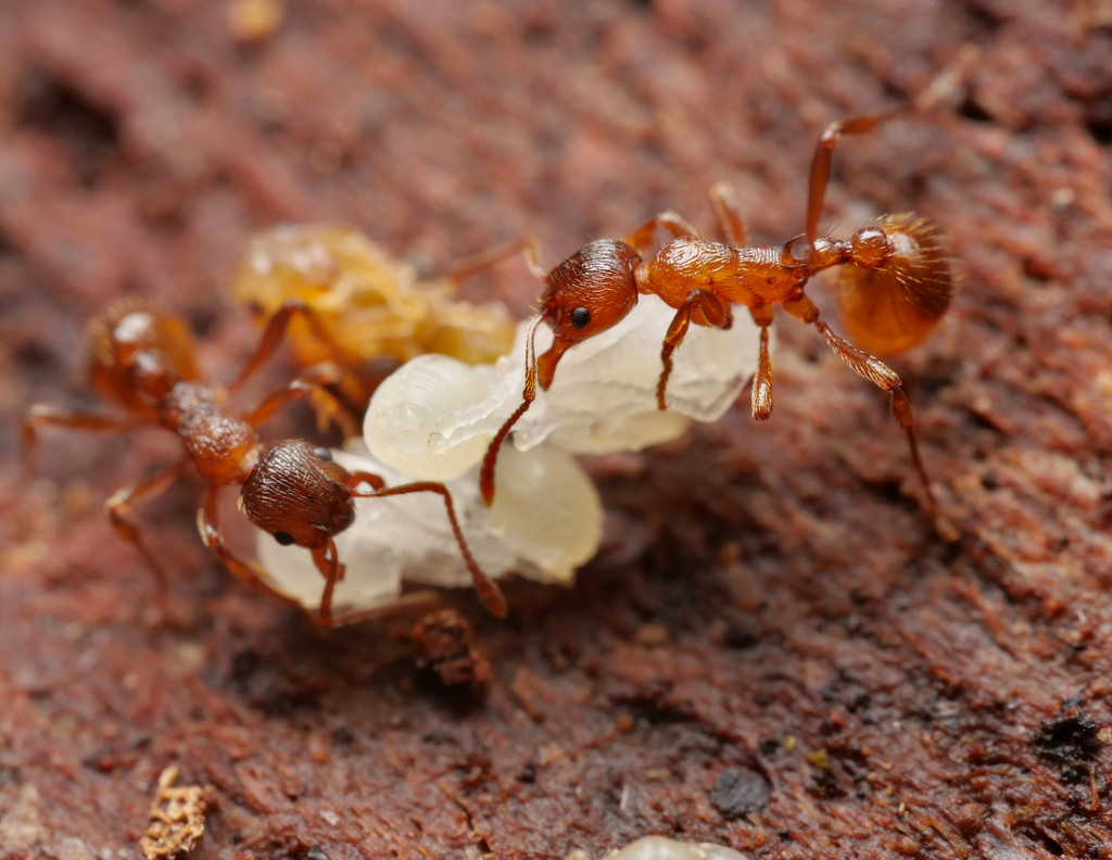 European fire ant from 384 51 Wallern, Tschechien on August 15, 2021 at ...