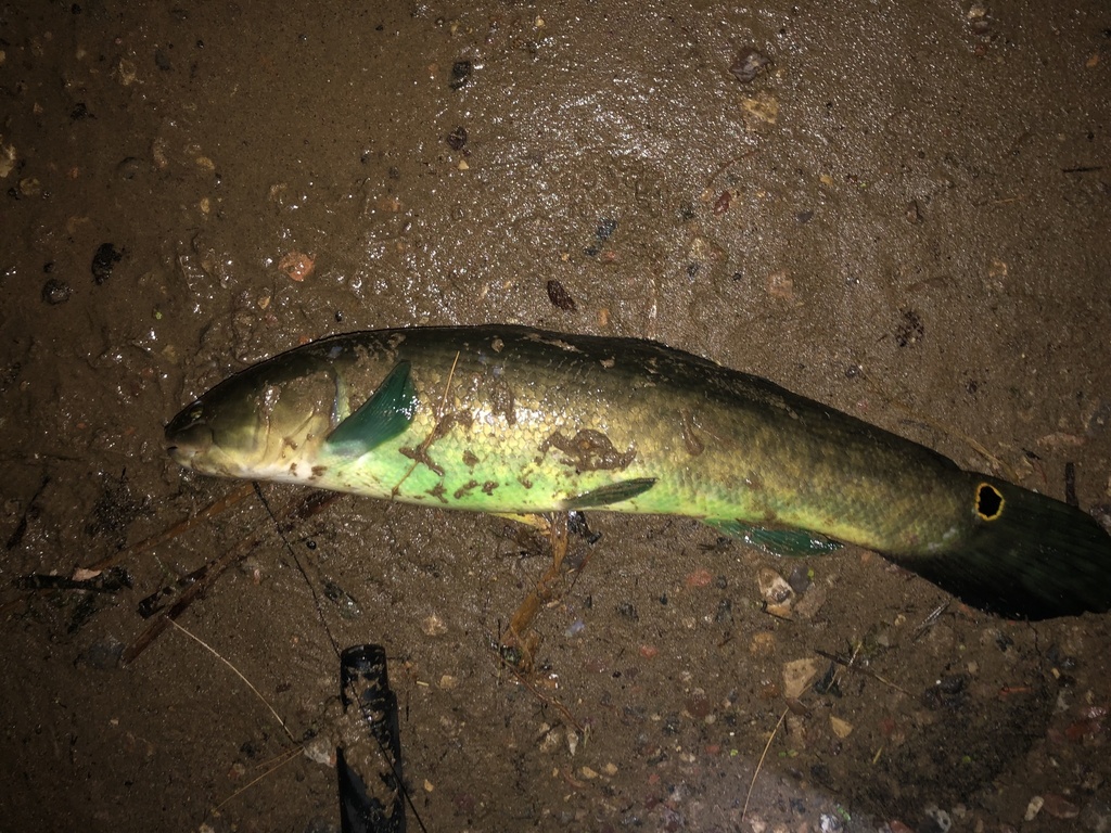 Bowfin from Half Moon Lake 2.54, Eau Claire, WI, US on June 09, 2021 at ...