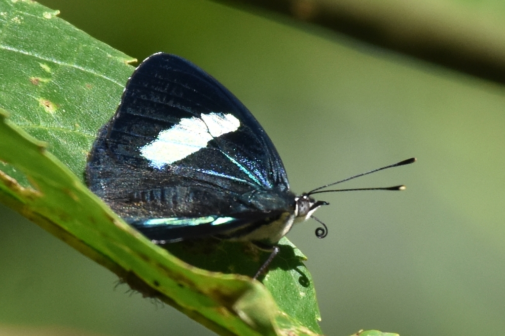 Eighty-eight Butterflies from Ibague, Tolima, Colombia on July 31, 2021 ...