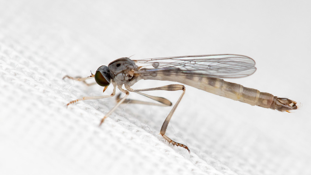 Leptogaster subtilis from Kolbeterberg A, 1140 Wien, Österreich on August 14, 2021 at 08:57 PM ...