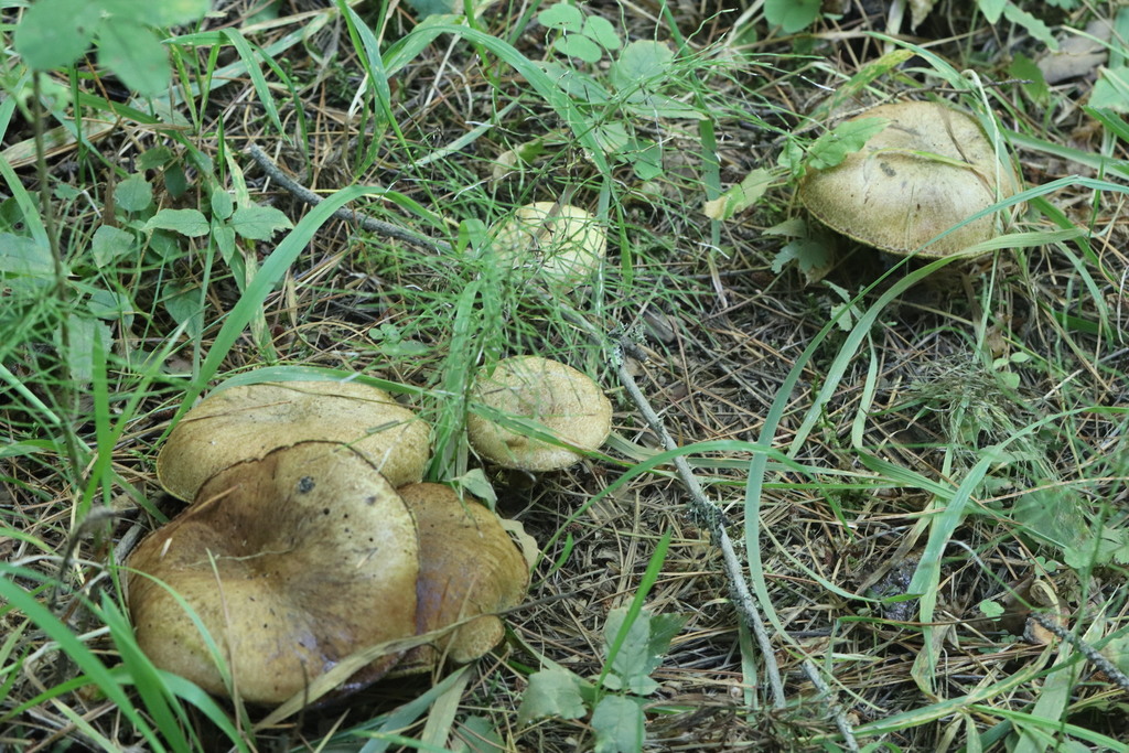 Suillus acidus from Khanty-Mansiyskiy rayon, Khanty-Mansiy, Russia on ...