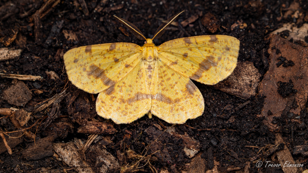 Crocus Geometer Moths from South Side, Chicago, IL, USA on August 13 ...