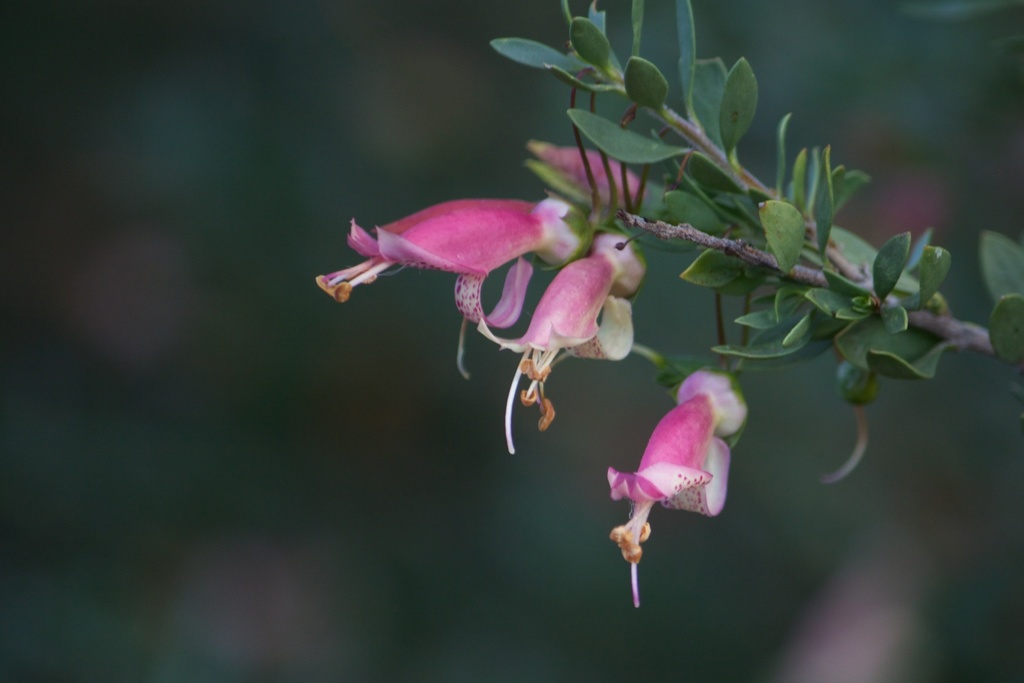 spotted emu bush (Eremophila maculata) - Botanical Realm