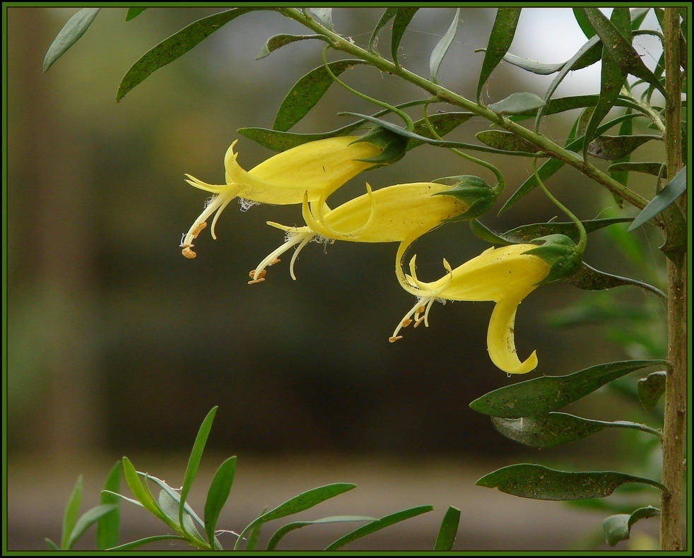 spotted emu bush (Eremophila maculata) - Botanical Realm