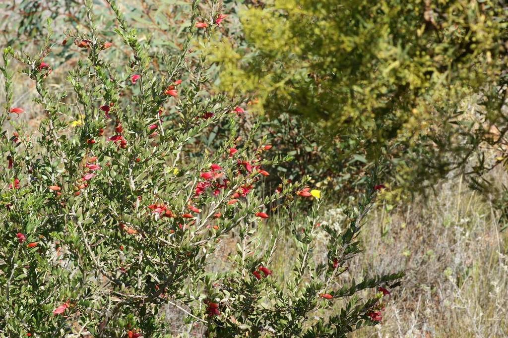 spotted emu bush (Eremophila maculata) - Botanical Realm