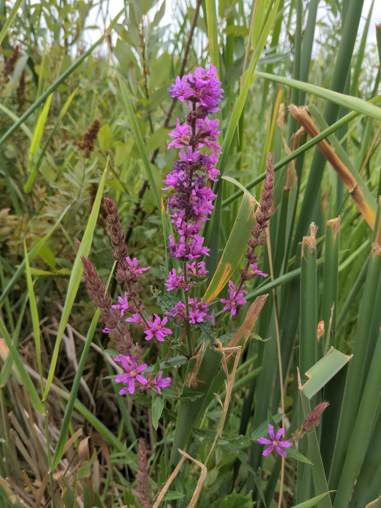 purple loosestrife from Seattle on August 16, 2021 at 12:55 PM by ...