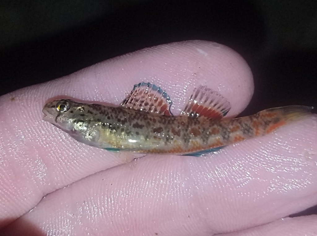 Alabama Darter from Franklin, AL 36444, USA on February 20, 2017 at 11: ...