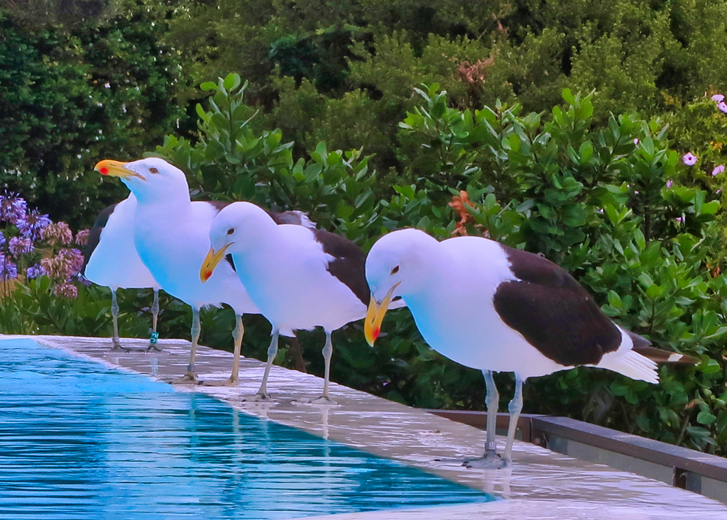 Cape Gull from Plettenberg Bay, 6600, South Africa on December 19, 2016 ...