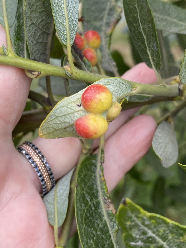 Willow Apple Gall Sawfly from Prospect Way, Half Moon Bay, CA, US on ...