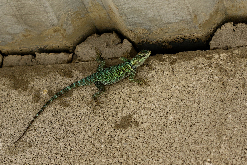 Lagoon Spiny Lizard from 27453 El Coyote, Coah., México on August 15 ...