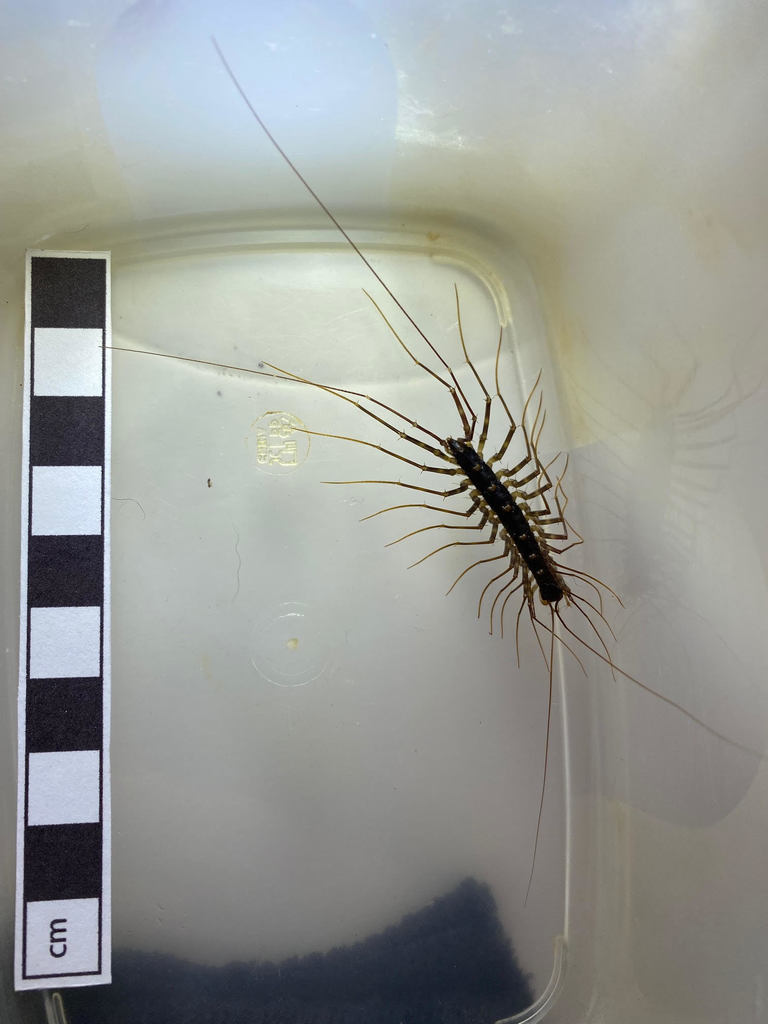 Long-legged Centipedes from Guam on August 15, 2021 by aubrey_moore ...