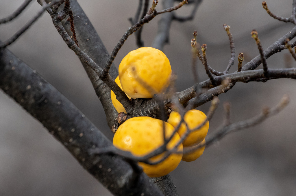 Darwin's fungus (HX - Flora & Fauna of Agostini National Park ...