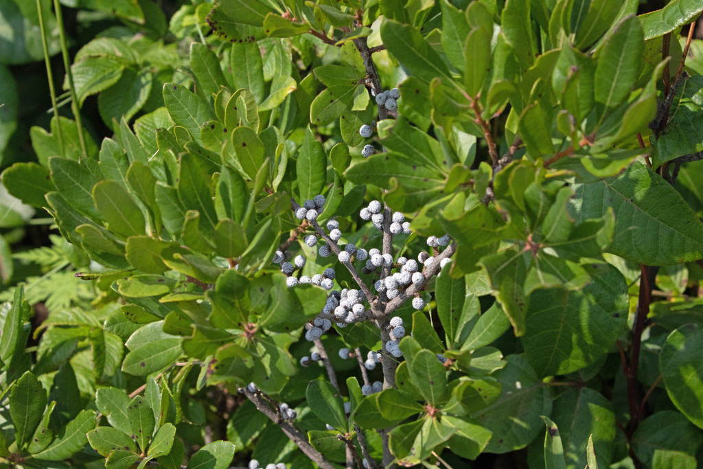 Northern Bayberry (Flowering Shrubs of Appalachia) · iNaturalist
