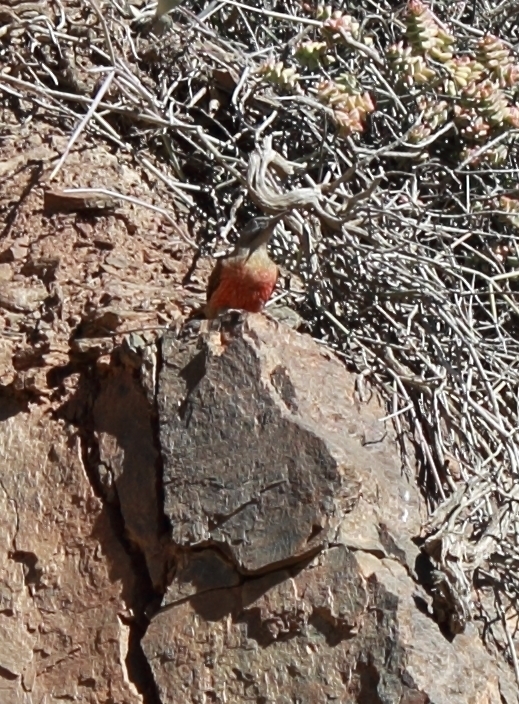 Ground Woodpecker (Geocolaptes olivaceus) - Avian Discovery