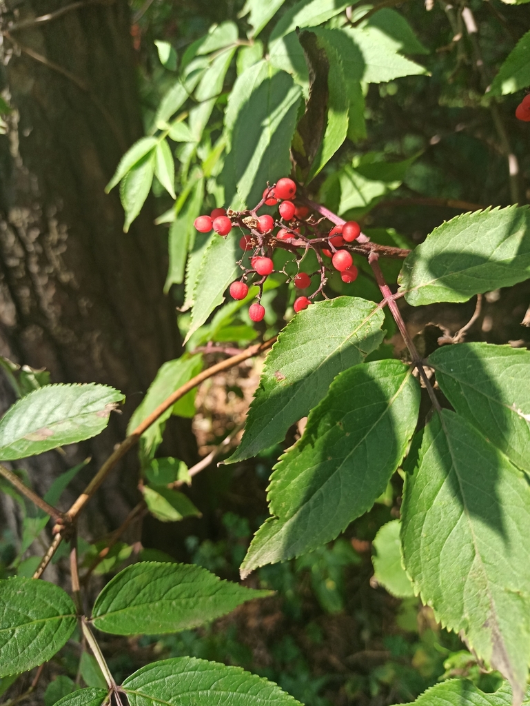 red-berried elder from Черепеть, Тульская обл., Россия on August 16 ...