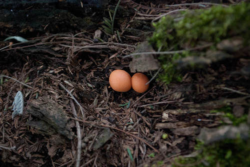 Wolfs Milk (Lycogala terrestre) · iNaturalist