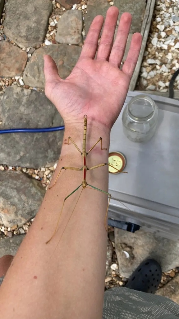Giant Walkingstick from McCulloch Dr, Licking, MO, US on August 16 ...