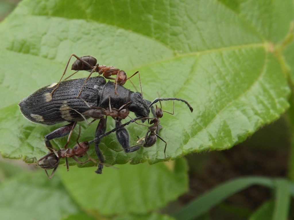 Large Pugnacious Ant from Lower Sabie, R571, Kruger National Park ...