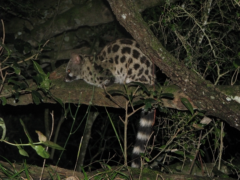 Genets (Genetta) - Know Your Mammals