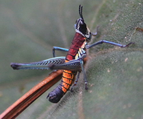 Genus Lethus · iNaturalist