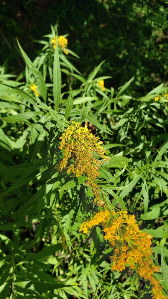 Rusty-patched Bumble Bee in August 2021 by dstein910 · iNaturalist