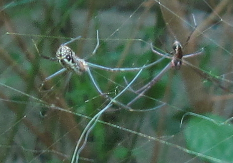 Southern Blackleg Orbweaver from Plumstead, Cape Town on January 02 ...
