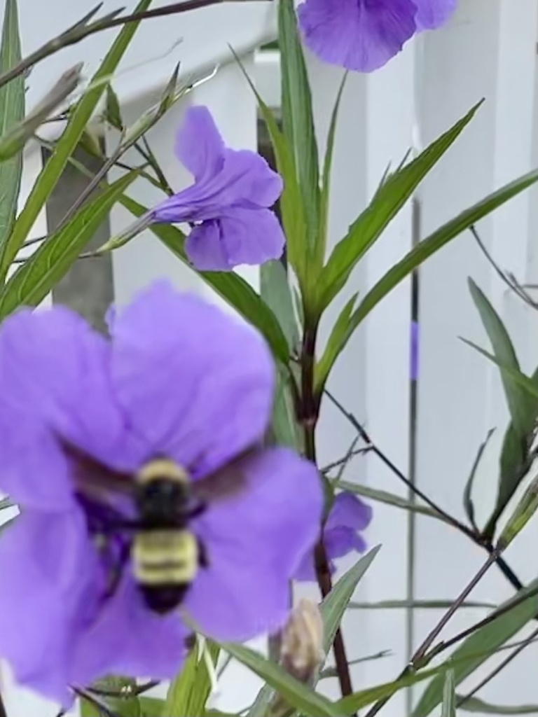 American Bumble Bee from Glade Chapel Rd, Hillsboro, MO, US on August ...