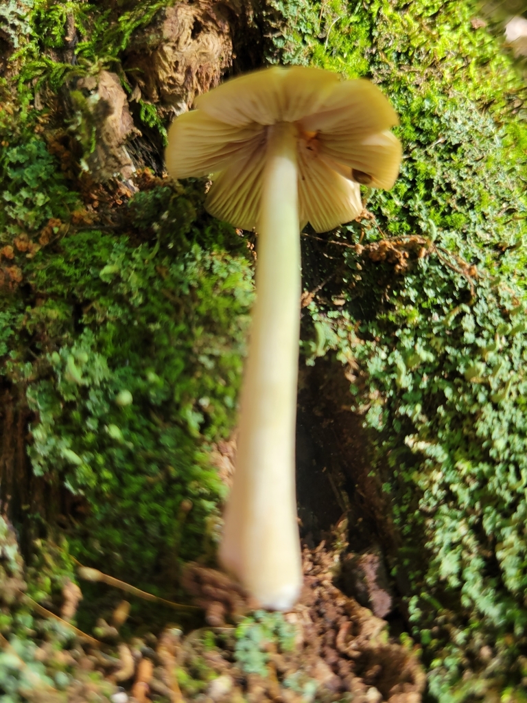 Straight-stalked Entoloma from Indiana Dunes National Lakeshore, Porter ...