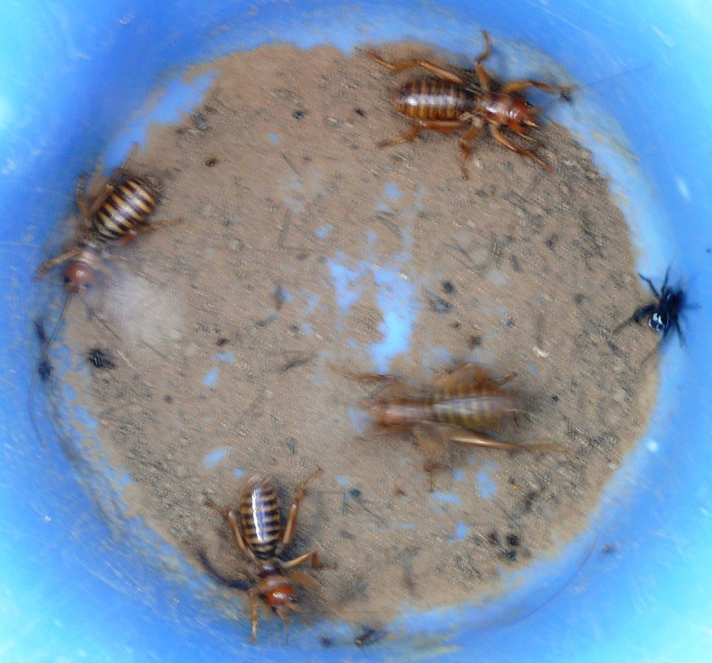 Sand Crickets from Uitsig Cedarberg: Cedarberg Wilderness Area on ...