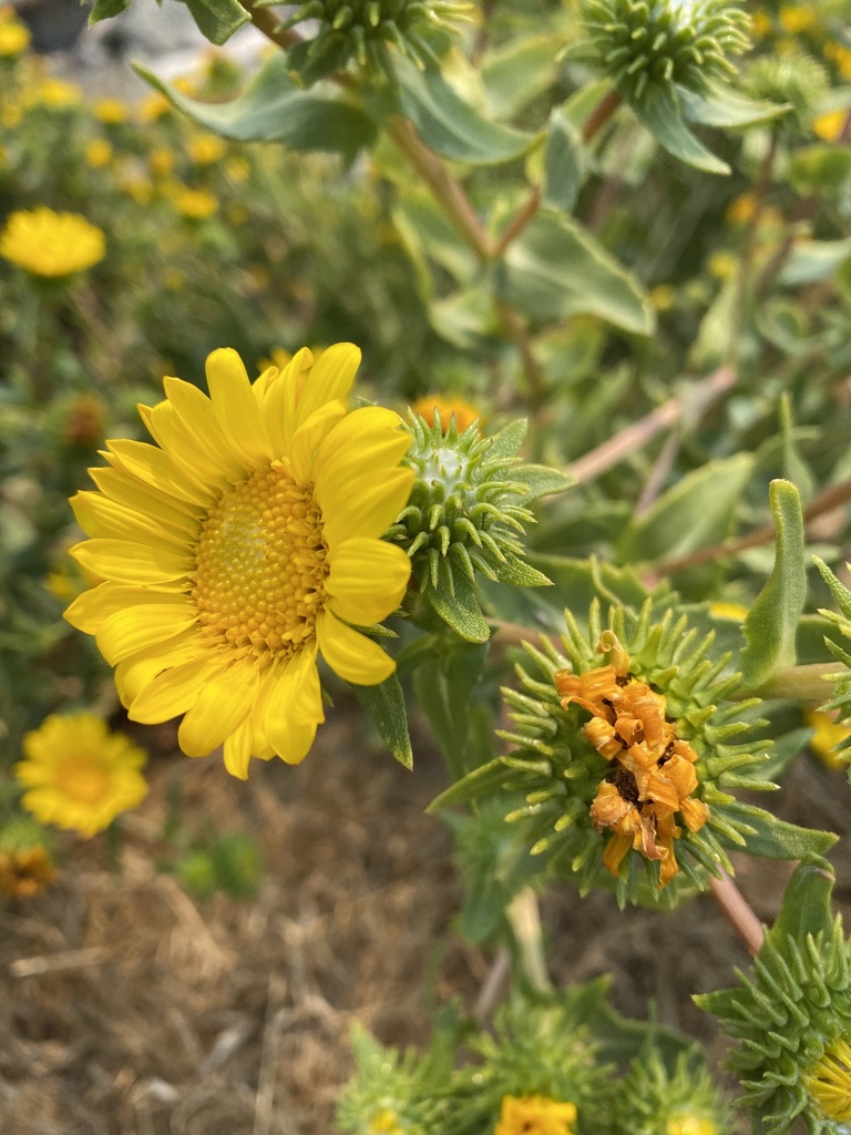 Oregon Gumplant (Washington: Olympic Peninsula) · iNaturalist