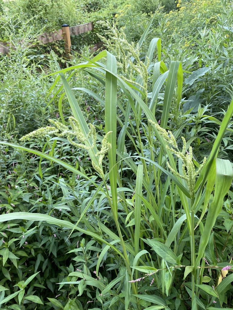 Barnyard Grasses from Seth Low Pierrepont State Park Reserve ...