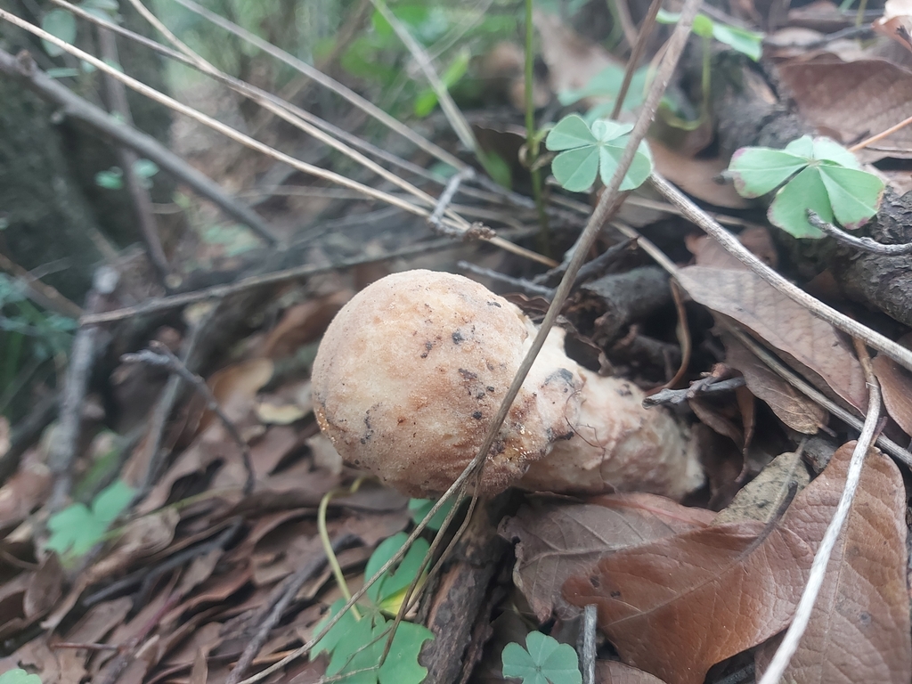 Pestle Puffball from Parque Tarango, Ciudad de México, CDMX, México on ...