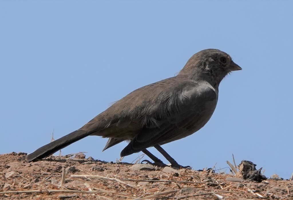 California Towhee from Lake Los Carneros Goleta, CA, USA on August 15 ...