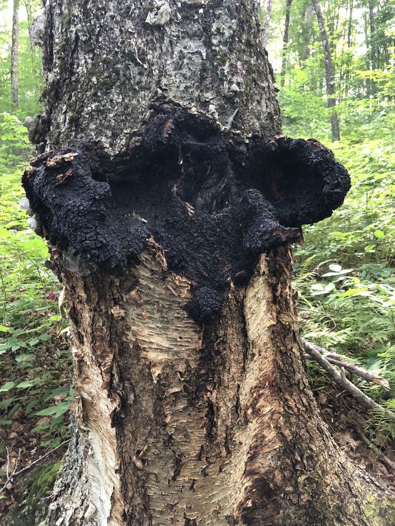 chaga in August 2021 by Grant Fessler · iNaturalist