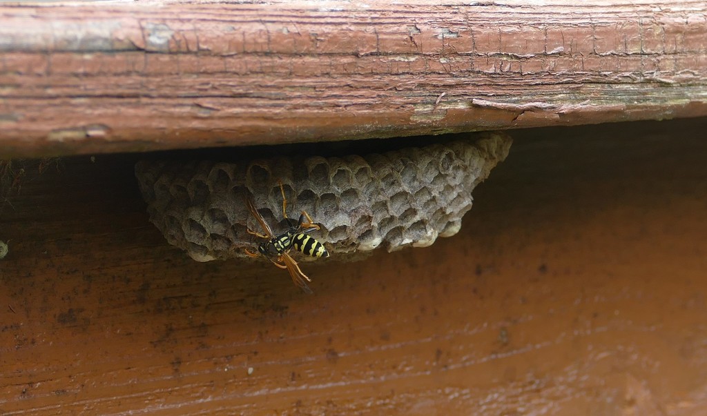European Paper Wasp in August 2021 by rbartgis · iNaturalist
