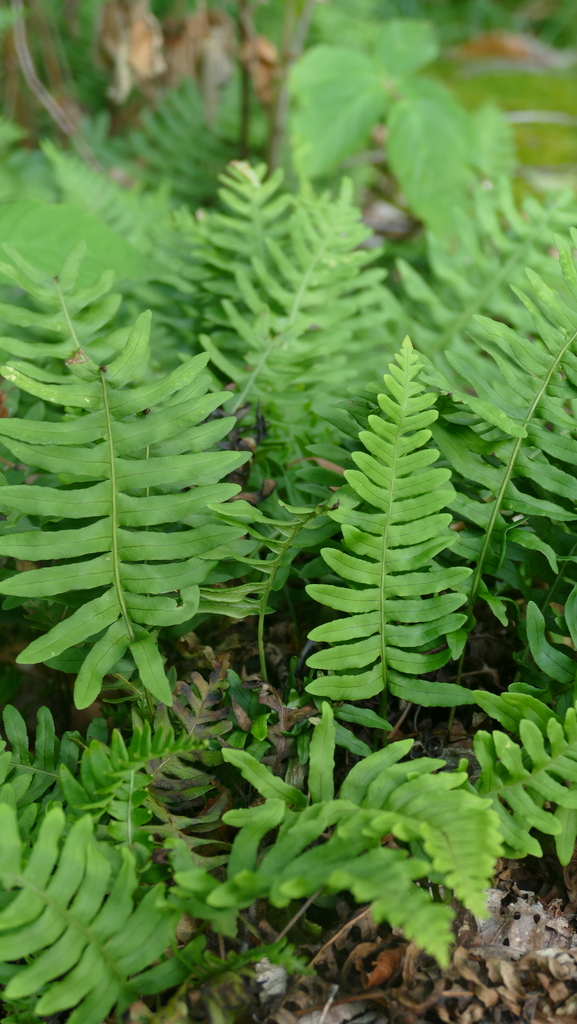 Appalachian rockcap fern in August 2021 by rbartgis · iNaturalist
