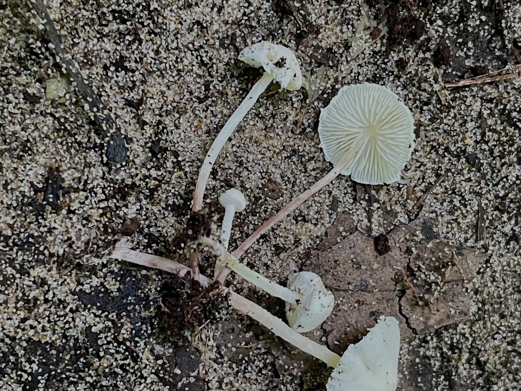 bearded dapperling from Indiana Dunes State Park, Chesterton, IN, US on ...