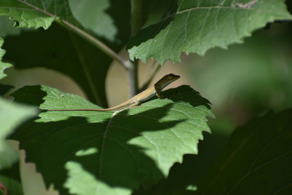 Green Anole from Bandera County, TX, USA on August 15, 2021 at 11:25 AM ...